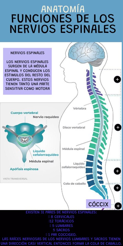 31 Pares De Nervios Espinales