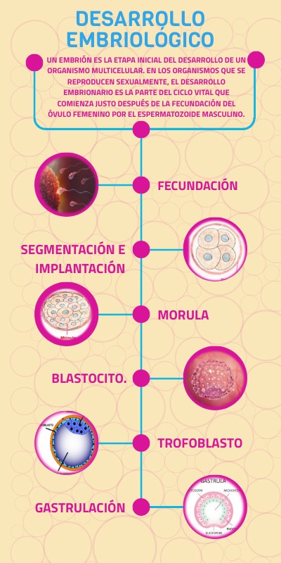 Embriologia