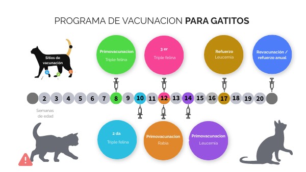 Linea tiempo calendario vacunacion gatitos