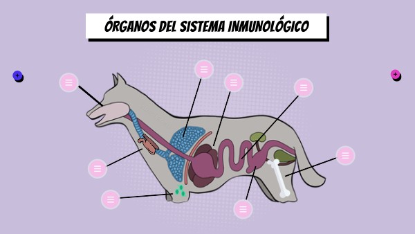 Órganos linfoides del perro
