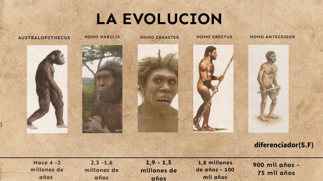 ETAPAS DE EVOLUCIÓN HUMANA