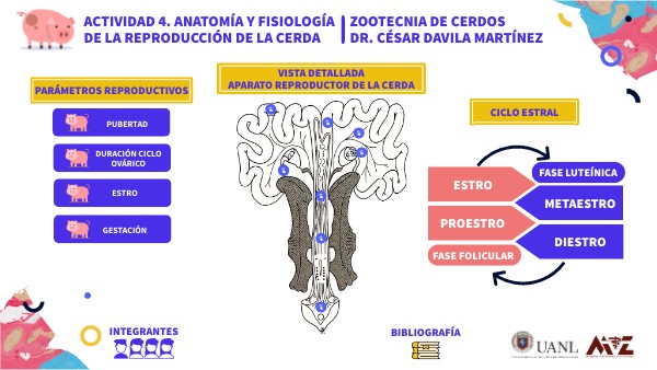 ACT 4. Anatomía y fisiología de la reproducción de la cerda