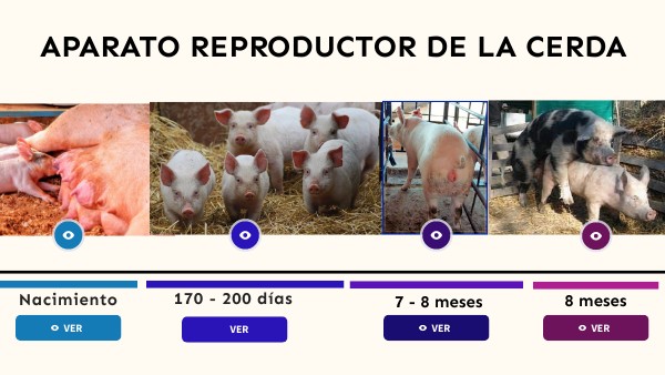 Aparato reproductor cerda