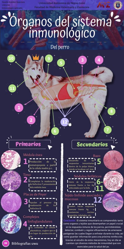 Órganos del sistema inmune del perro