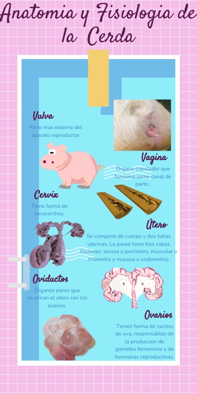 Anatomia y Fisiologia de la Cerda