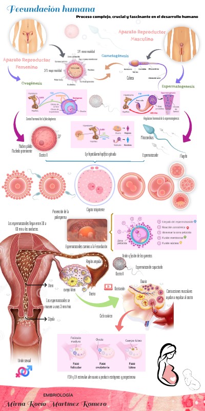 ACTIVIDAD 1. FECUNDACIÓN HUMANA