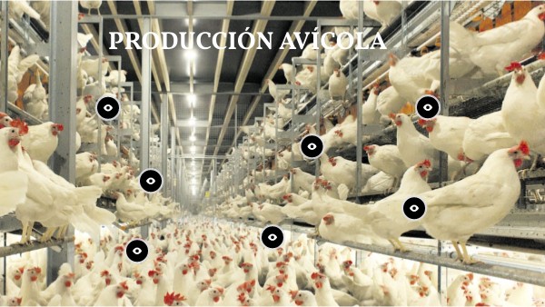 PRODUCCIÓN AVÍCOLA