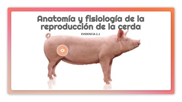 Evidencia 2.1 Anatomía y fisiología de la reproducción de la cerda