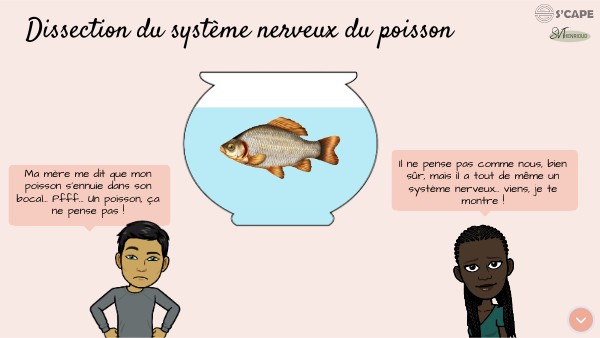 A2 - Dissection du système nerveux du poisson