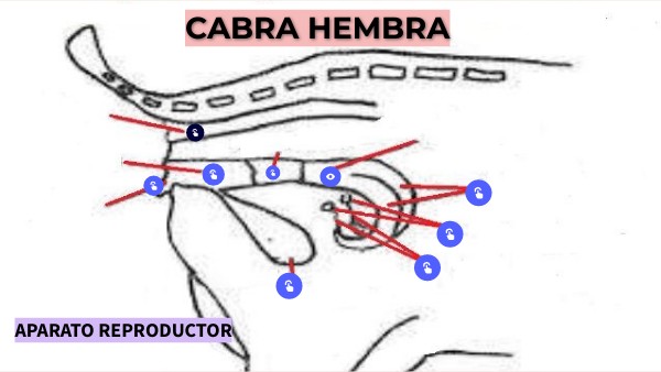 TRACTO REPRODUCTOR DE LA CABRA