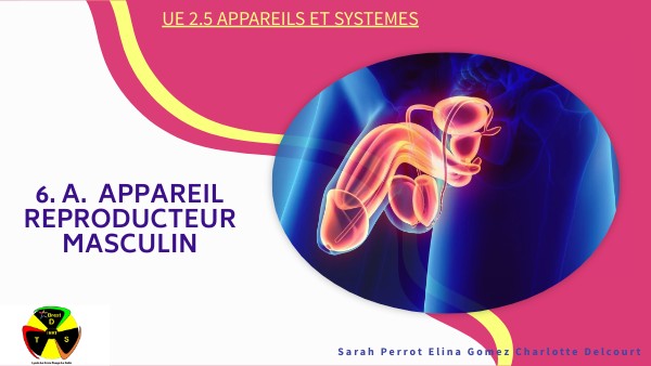 APPAREIL REPRODUCTEUR MASCULIN