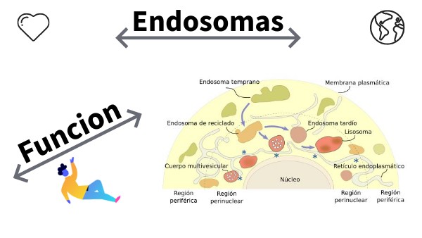 Endosomas