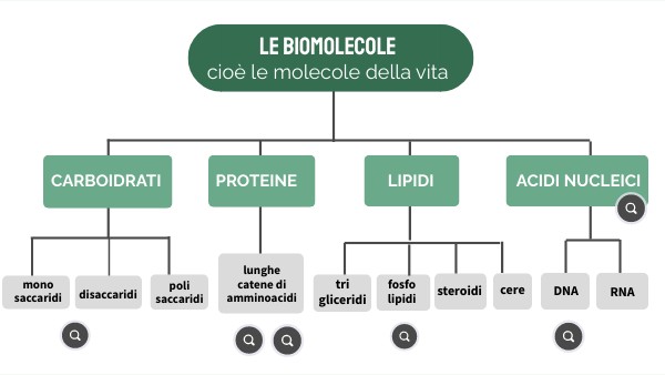 biomolecole