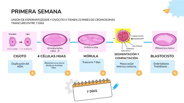 PRIMERA SEMANA DESARROLLO EMBRIONARIO