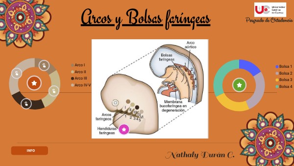 ARCOS Y BOLSAS FARINGEAS