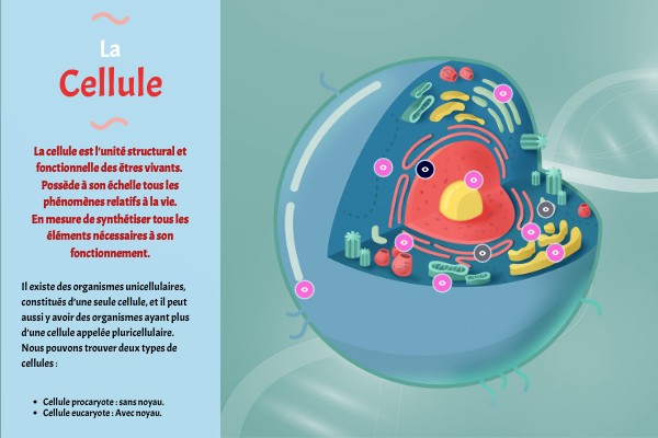 Cellule animée non renseignée