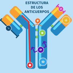 Diagrama de un anticuerpo_"Estructura de los anticuerpos"_ Equipo 3