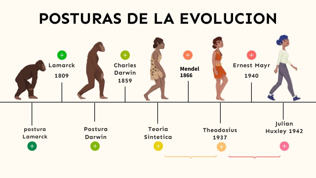 Posturas de la evolucion