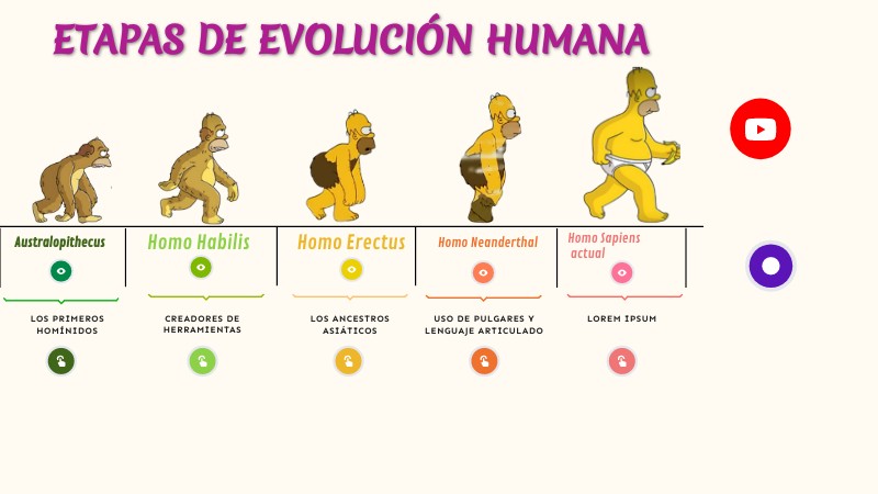 ETAPAS DE EVOLUCIÓN HUMANA