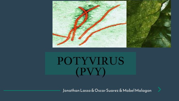Potyvirus