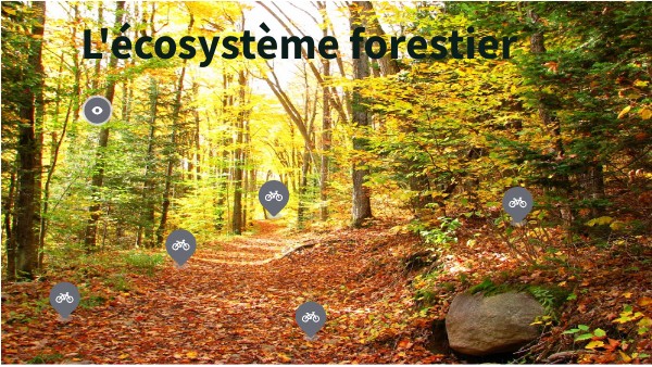 L'écosystème forestier : organisation