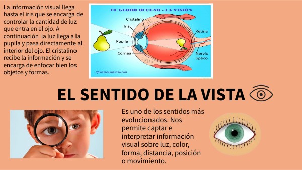 Sentido De La Vista