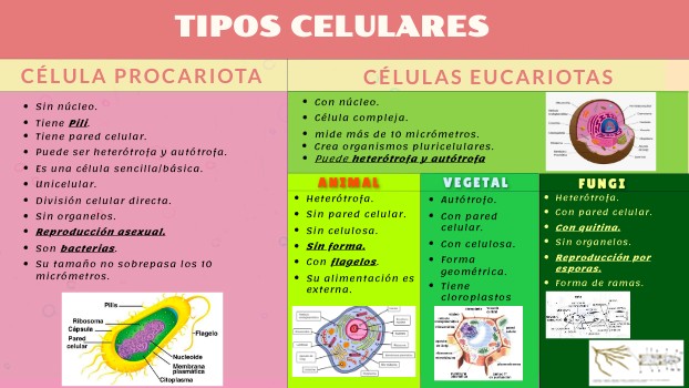 Tipos celulares