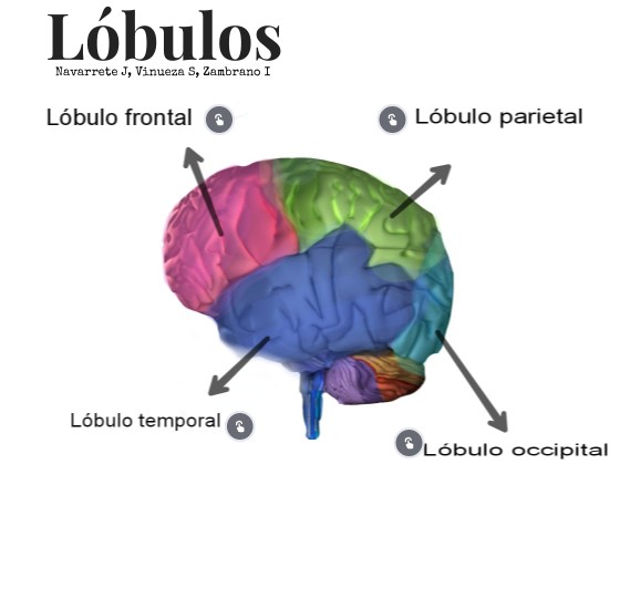 LOBULOS