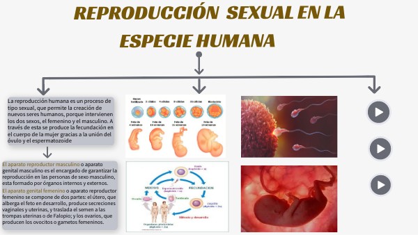 REPRODUCCIÓN SEXUAL EN LA ESPECIE HUMANA