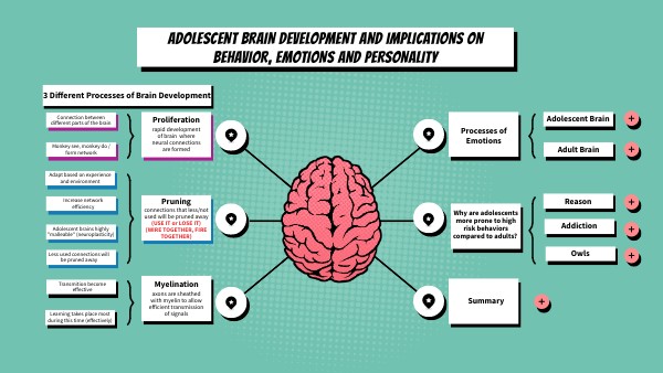 Adolescent Brain