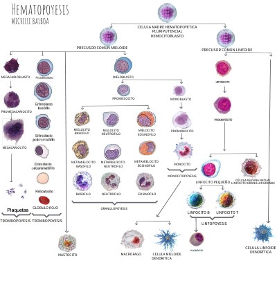 HEMATOPOYESIS