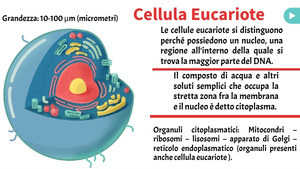 Biologia scala Cellule eucariote ed procariote