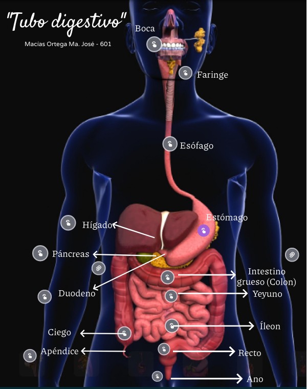 IMAGEN INTERACTIVA DE TUBO DIGESTIVO
