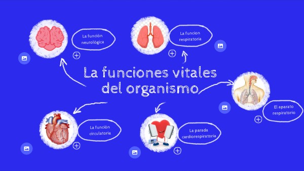 LAS FUNCIONES VITALES DEL ORGANISMO