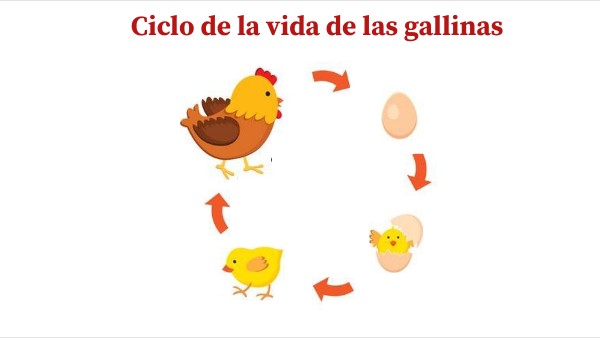 Ciclo de la vida de las gallinas