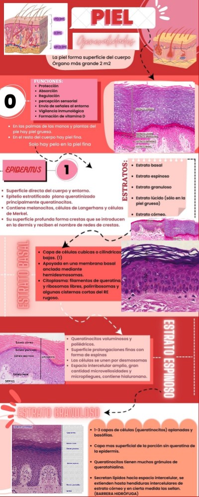 PIEL HISTOLOGÍA