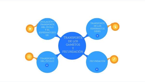 MAPA CONCEPTUAL Transporte de los gametos y fecundación.