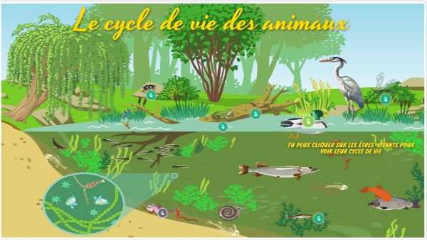 Cycle de vie des animaux
