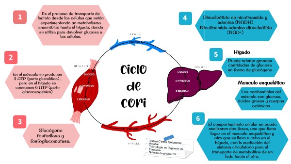 Ciclo de Cori