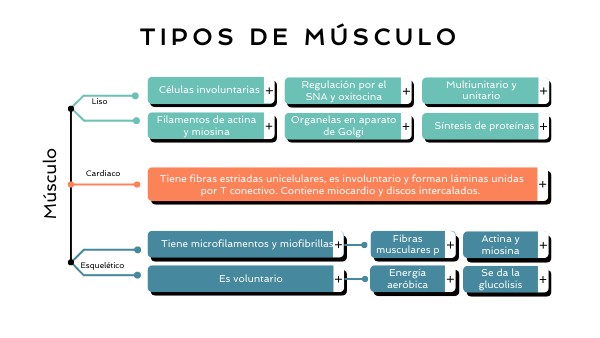 Tipos de músculo