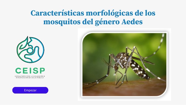 Morfología de Aedes