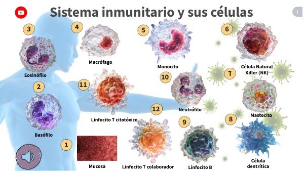 Sistema inmunológico y sus células