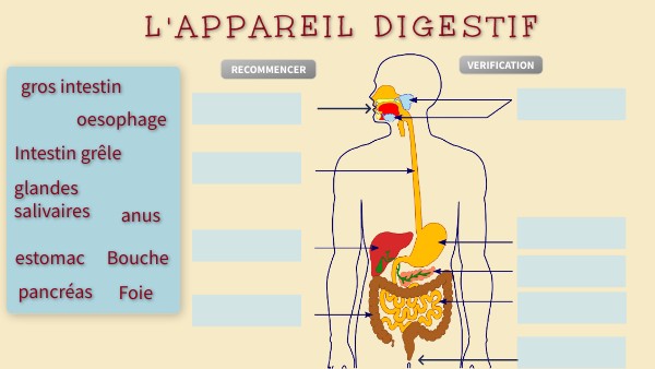 Schéma de l'appareil digestif