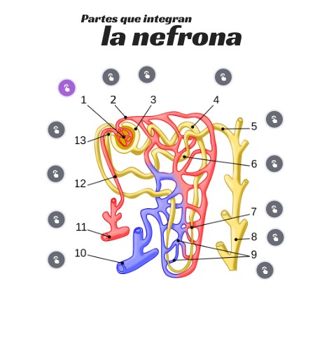 Partes de la nefrona: mapa interactivo