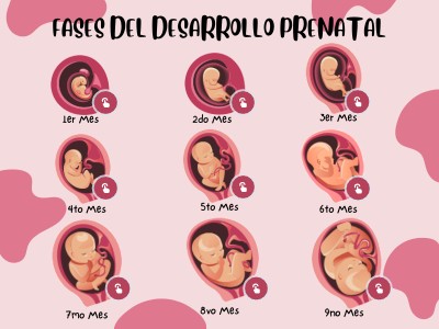 Fases Del Desarrollo Prenatal | Etapas del desarrollo prenatal ...