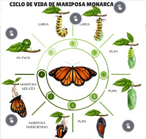 CICLO DE VIDA MARIPOSA MONARCA