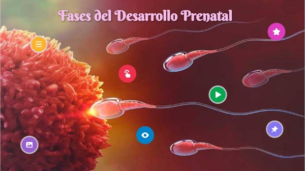 Fases del desarrollo prenatal