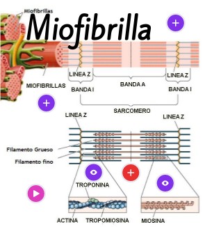 Miofibrilla