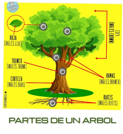 LAS PARTES DE UN ARBOL