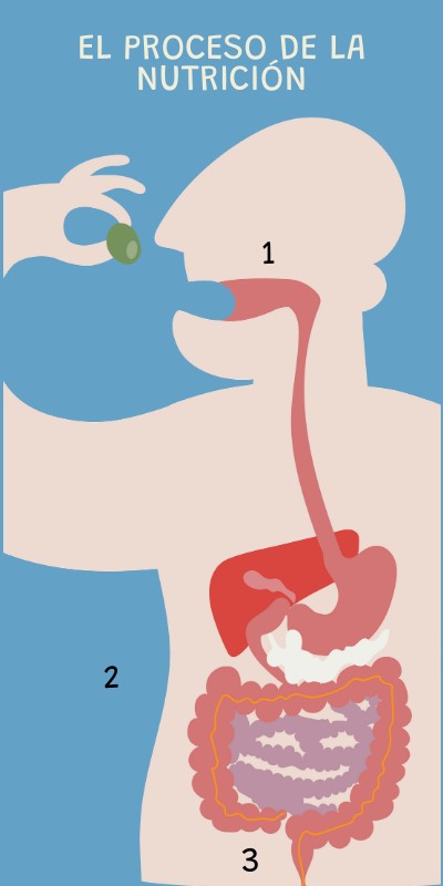 proceso de nutrición